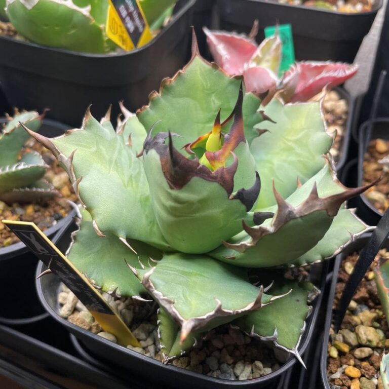 植物育成パネルライトBRIM「PANEL A」商品レビュー