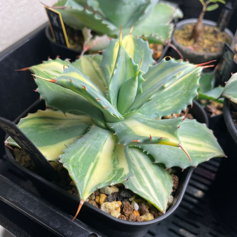 植物育成パネルライトBRIM「PANEL A」商品レビュー