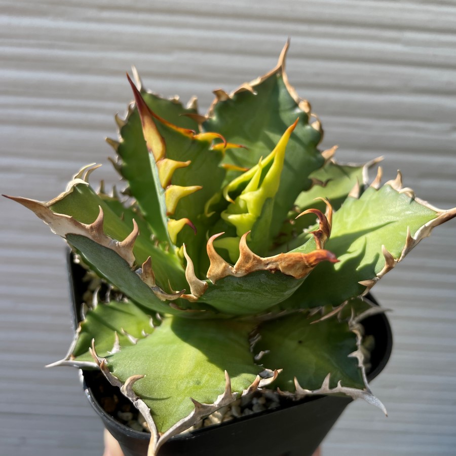 植物育成パネルライトBRIM「PANEL A」商品レビュー